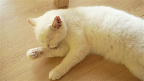 Cute Cat Grooming Itself At Home Cat Licking Paws And Washing Face Stock Video At