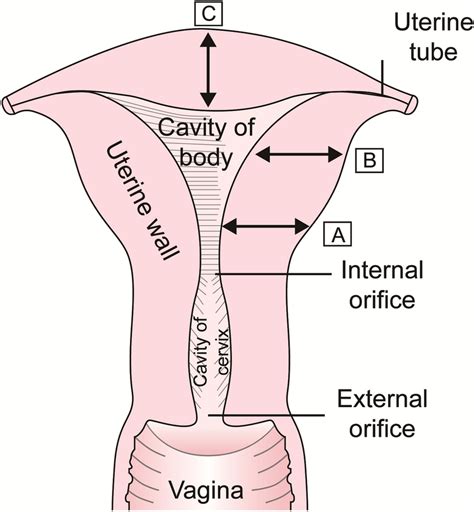 Uterus Structure