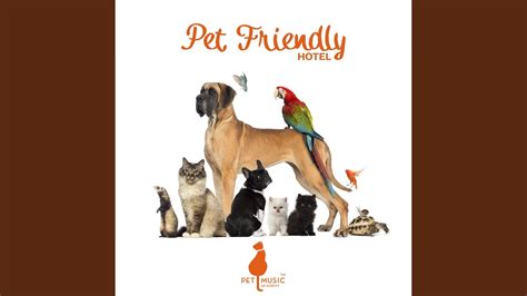 Poor As A Church Mouse Pet Music Academy Song Lyrics Music Videos