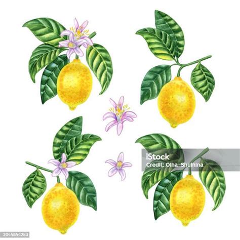 레몬 과일 와 꽃 수채화 손 그림 세트 와 가지에 디자인과 메뉴를 위한 감귤류 나무 요소 사실적인 Botanical 클립아트