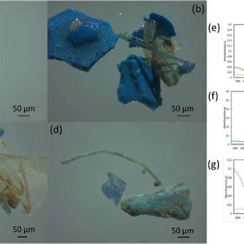 Microscopic Photographs Of Some Of The A Filament B Fragments And