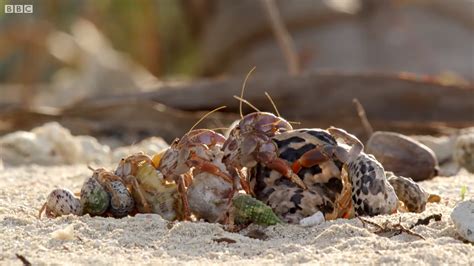 Hermit Crabs Form Orderly Lines To Upgrade To Bigger Shells Giving Their Old Shells To A Crab