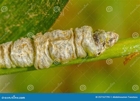 Common Of Corn Stock Image Image Of Destruction Disease
