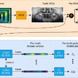 Proposed Approach For Estimating Age And Sex The Teeth Are Download Scientific Diagram