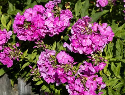 Fall Phlox Paniculata Es Una Especie De Planta Floreciente Foto De