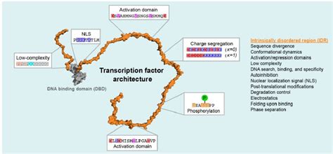 schematic of general tf architecture and features of idr sequence