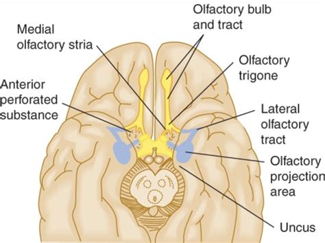 Cerebral Cortex Flashcards Quizlet