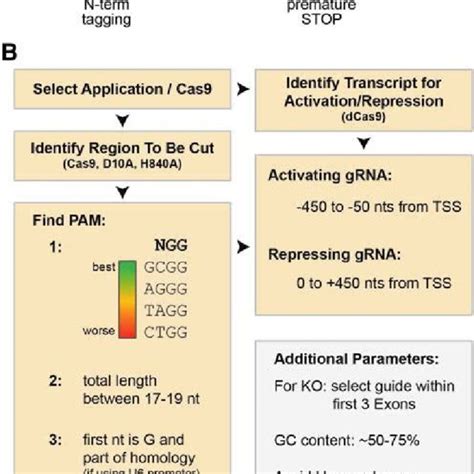 A Guide To Selecting A Guide RNA A Schematic Illustrating A Random Download Scientific