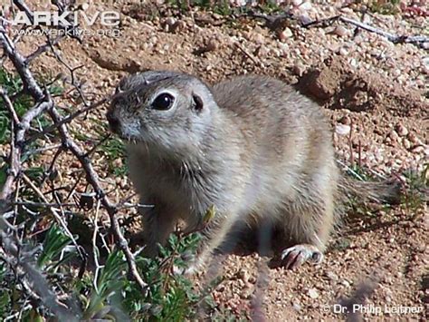 Mohave Ground Squirrel Alchetron The Free Social Encyclopedia