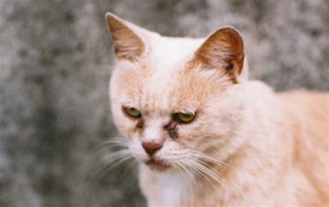 【powershell】ファイルの一覧を作成してテキストで出力する 鯖缶オープンソースがけ