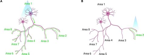 Somatic Optogenetic Stimulation Versus Terminal Field Optogenetic