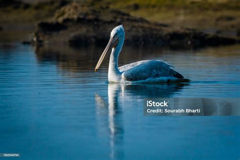 호수 물에서 이른 아침 블루 아워의 달마 시안 펠리 칸 초상화와 케 올 데 오 국립 공원에서 물고기 잡기 바 랏 푸 르 라자 스 탄 인도 새에 대한 스톡 사진 및 기타