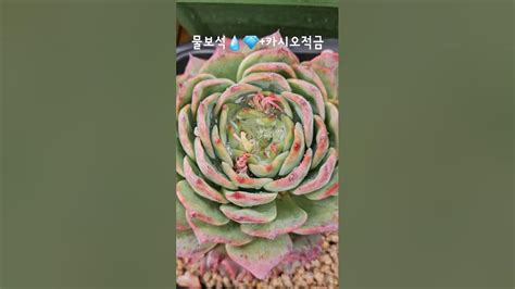 더운 오늘 시원한 물보석💧💎 머금은 다육이 카시오적금 대품😊 23년 5월 16일 럭셔리다육 안성 안성다육농장 Youtube