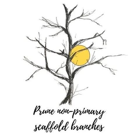 How To Prune Apple Trees In 8 Easy Steps Mehrabyan Nursery