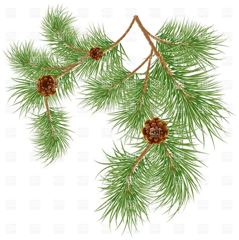 Pine Tree Branch Vector At Vectorified Com Collection Of Pine Tree Branch Vector Free For