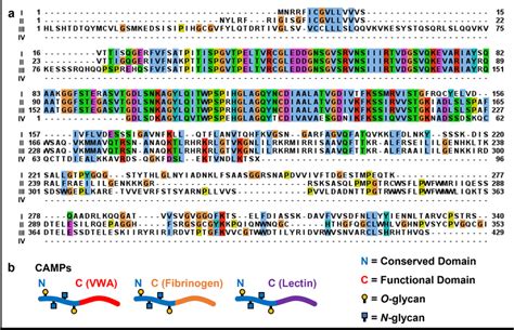 Sequence Analysis Of Camps Reveals Similarity Among N Terminal Domains