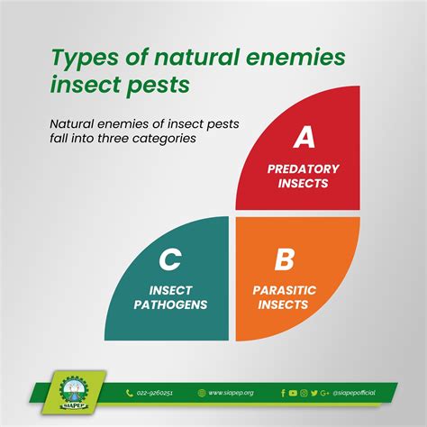 Siapepofficial Types Of Natural Enemies Insect Pests