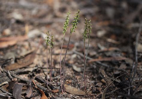 Corunastylis Fuscoviridis Pygmy Orchid Orchids Of South West Australia