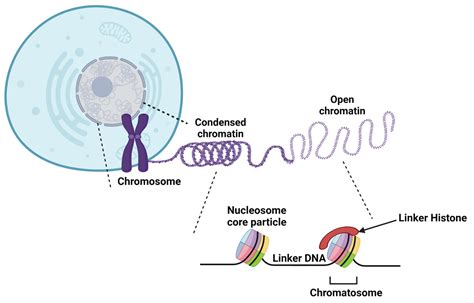 Chromatin Structure And Dynamics Focus On Neuronal Differentiation And Pathological Implication