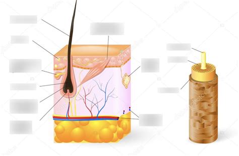 Hair Diagram Quizlet