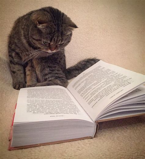 Create Meme A Cat Is Reading A Book The Cat Is Learning Smart Cats