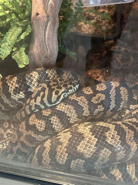 Zebra Carpet Python Isnt Shedding Rcarpetpythons