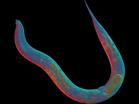 This Worm Hasnt Had Sex In 18 Million Years Smithsonian
