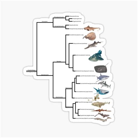 Cartilaginous Fish Cladogram Sticker For Sale By Gracet26 Redbubble