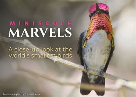 Miniscule Marvels