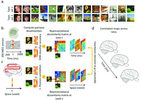 Examples Of Stimuli Of Experiment 1 And Analysis Scheme A Examples