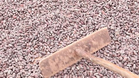 Drying Process Of Cocoa Beans Stock Footage Video Royalty Free Shutterstock
