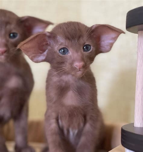 Oriental Shorthair Kitten For Sale In Charleston West Virginia 500