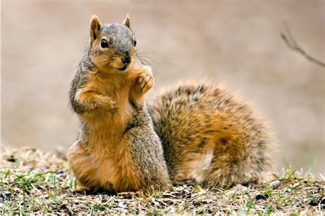 Squirrel Hibernation And Its Contribution To Space Travel