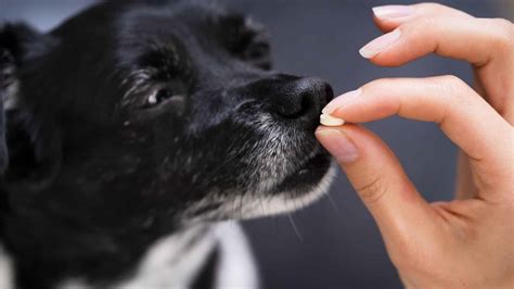 Dog Melatonin The Benefits Vet Corner Alpha Paw