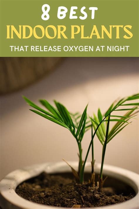8 Best Indoor Plants That Release Oxygen At Night Garden Beds