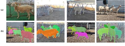 Figure From SheepInst A High Performance Instance Segmentation Of Sheep Images Based On Deep