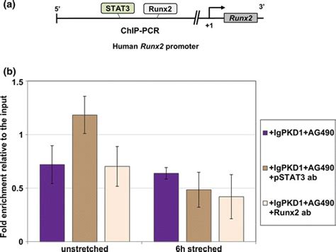 Pc1 Dependent Pstat3 And Runx2 Interaction With Runx2 Promoter In