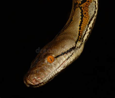 Reticulated Python Stock Image Image Of Scaly Wildlife 2981151