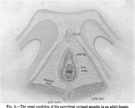 Figure 3 From The Fascia Of The Perineum And Pelvis Of The Female With Special Reference To The