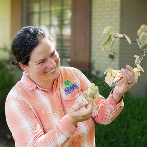 What S A Tree Assessment Why Bother Tree Care Trimming Removal