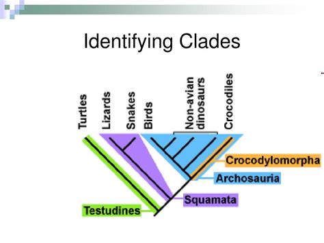 Ppt Phylogeny And Classification Powerpoint Presentation Free Download