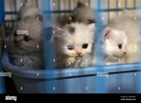 Kittens Sit In A Shelter Run By Diana Abadi Known As The Mother Of