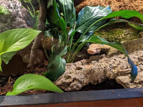 I Would Just Like To Share A Few Pictures Of My Ball Python Sweetie In