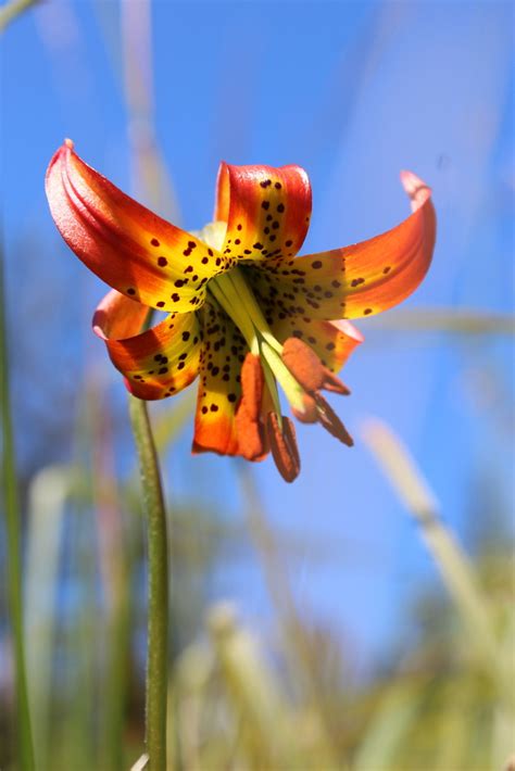 Western Lily In June 2019 By Chris Collier · Inaturalist