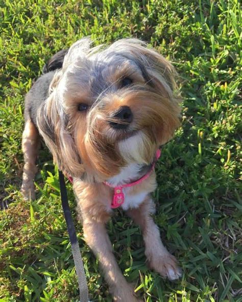 10 Best Morkie Haircuts With Pictures 2026 Updated