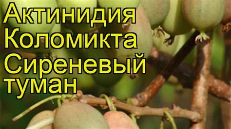 Актинидия коломикта Сиреневый туман. Краткий обзор, описание ...