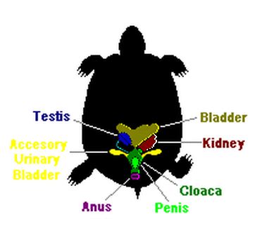 Reproduction The Bog Turtle Resource