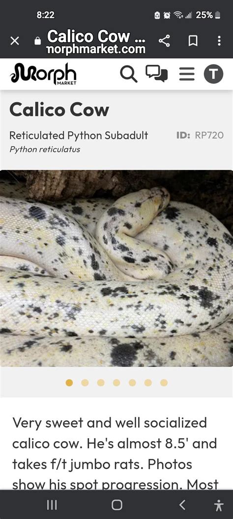 Calico Cow Morph Rreptiles