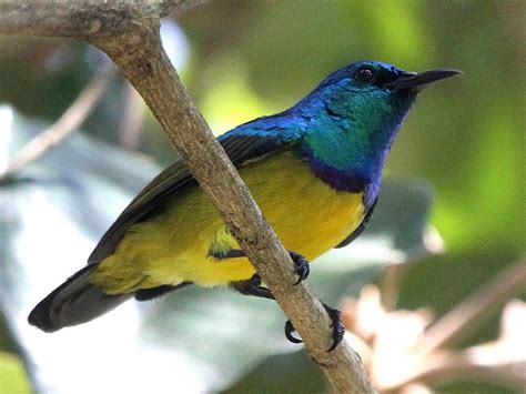 Collared Sunbird Naturerules1 Wiki Fandom