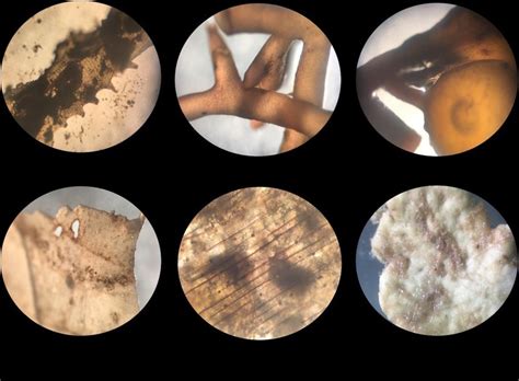 Algae Species A Cryptonemia Crenulata B Gracilaria Spp C Sargassum Download Scientific